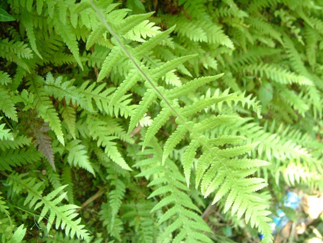 鷹取山周辺 12．5．13 撮影